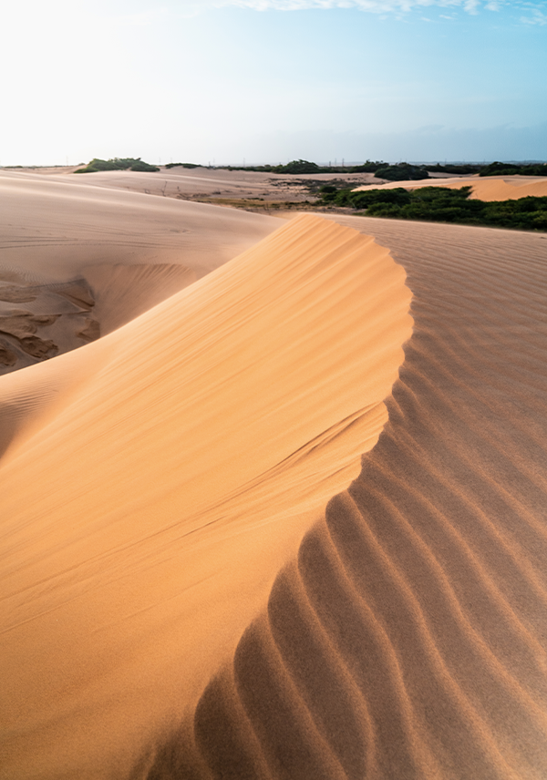 FALCON-11 – 2 Locos Store